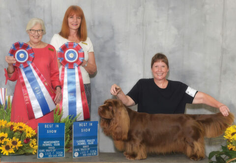 Four Time 2023 “Best in Show” Winner | Sussex Spaniels