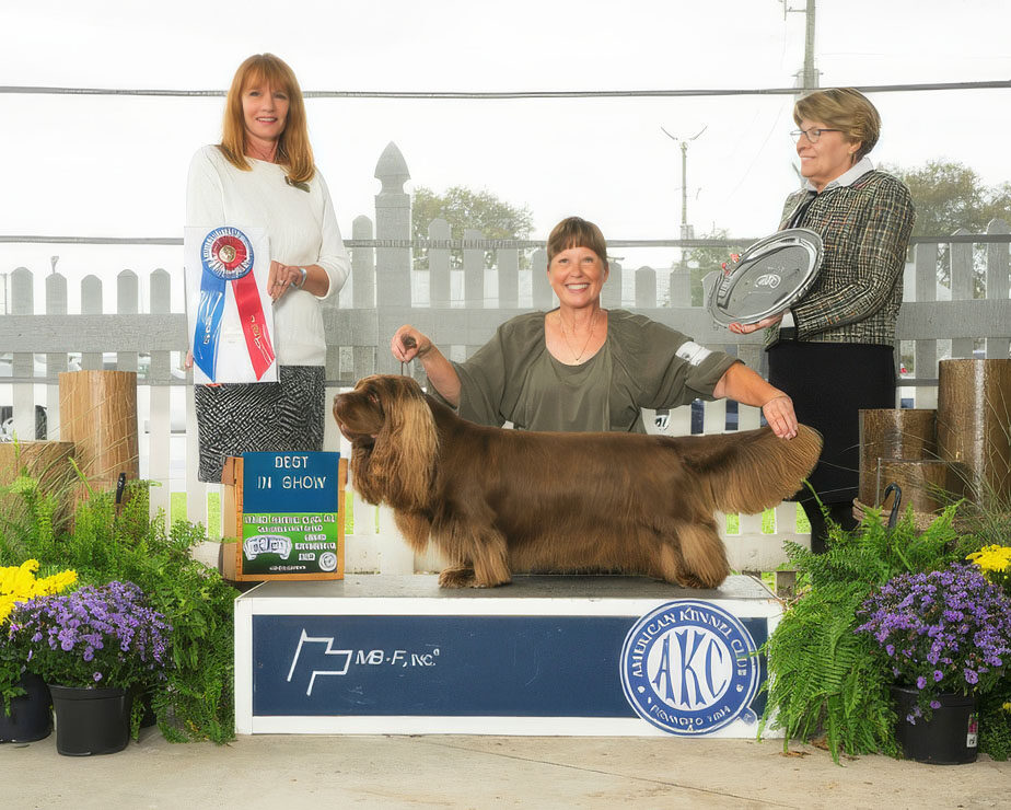 Four Time 2023 “Best in Show” Winner | Sussex Spaniels